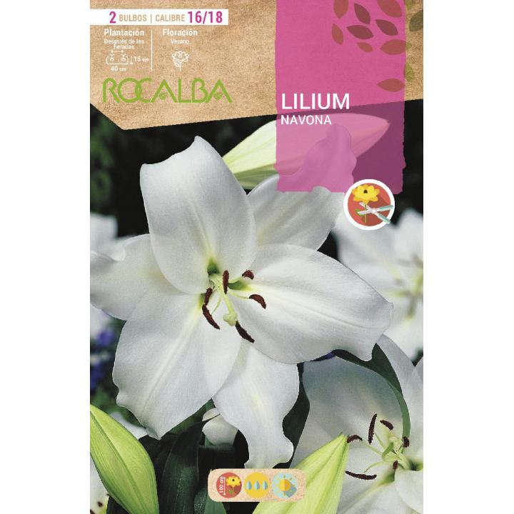 Bulbo Lilium asiatic blanco 2 unidades | Leroy Merlin