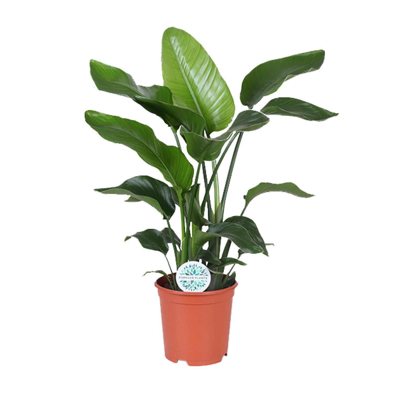 Strelitzia Nicolai - Plante d’intérieur exotique - Oiseau de paradis ...