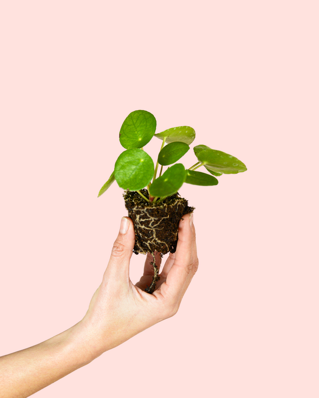 Pilea Peperomioides Mini | Comprar Online | Pur Plant | Leroy Merlin