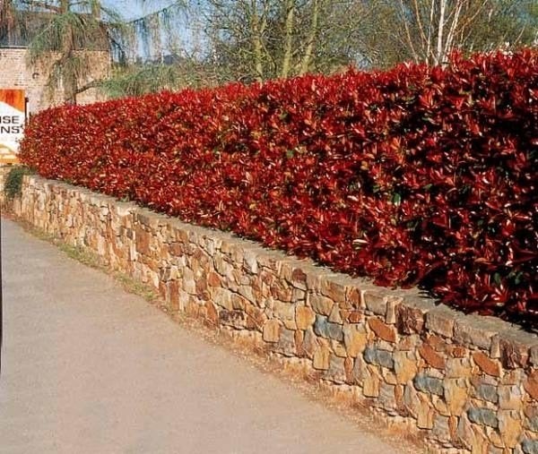 50 PIANTE DI PHOTINIA RED ROBIN H 90/100cm foto reali piante da siepe ...