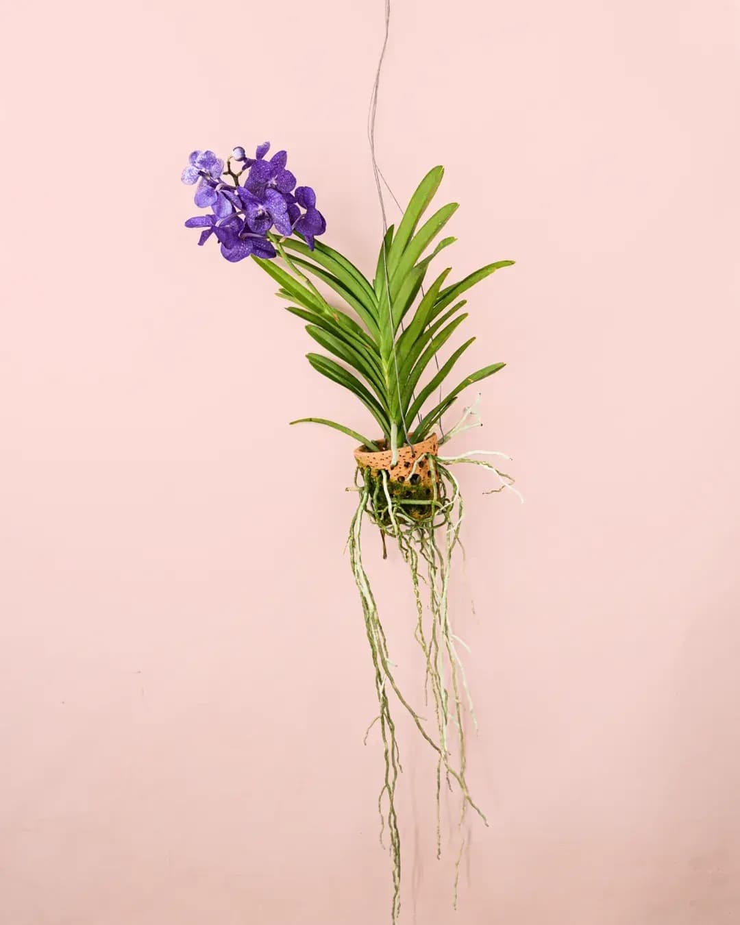 Orquídea Vanda + Maceta Terracota | Planta Natural | Pur Plant | Leroy ...