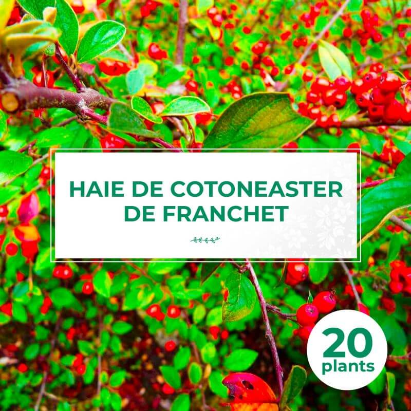 20 Cotoneasters de Franchet (Cotoneaster Franchetii) - Haie de ...