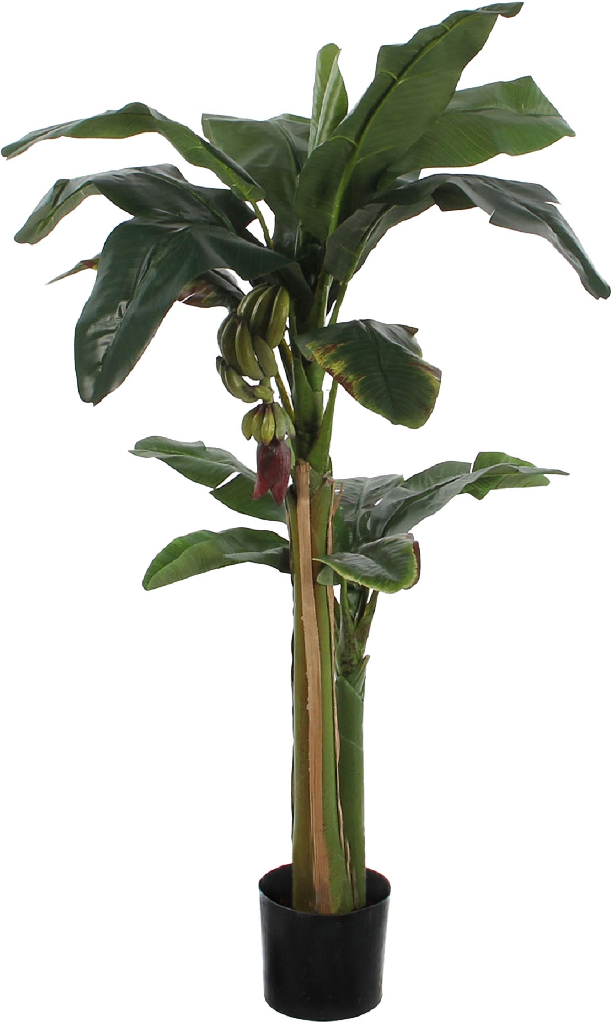 BANANIER arbre | Leroy Merlin