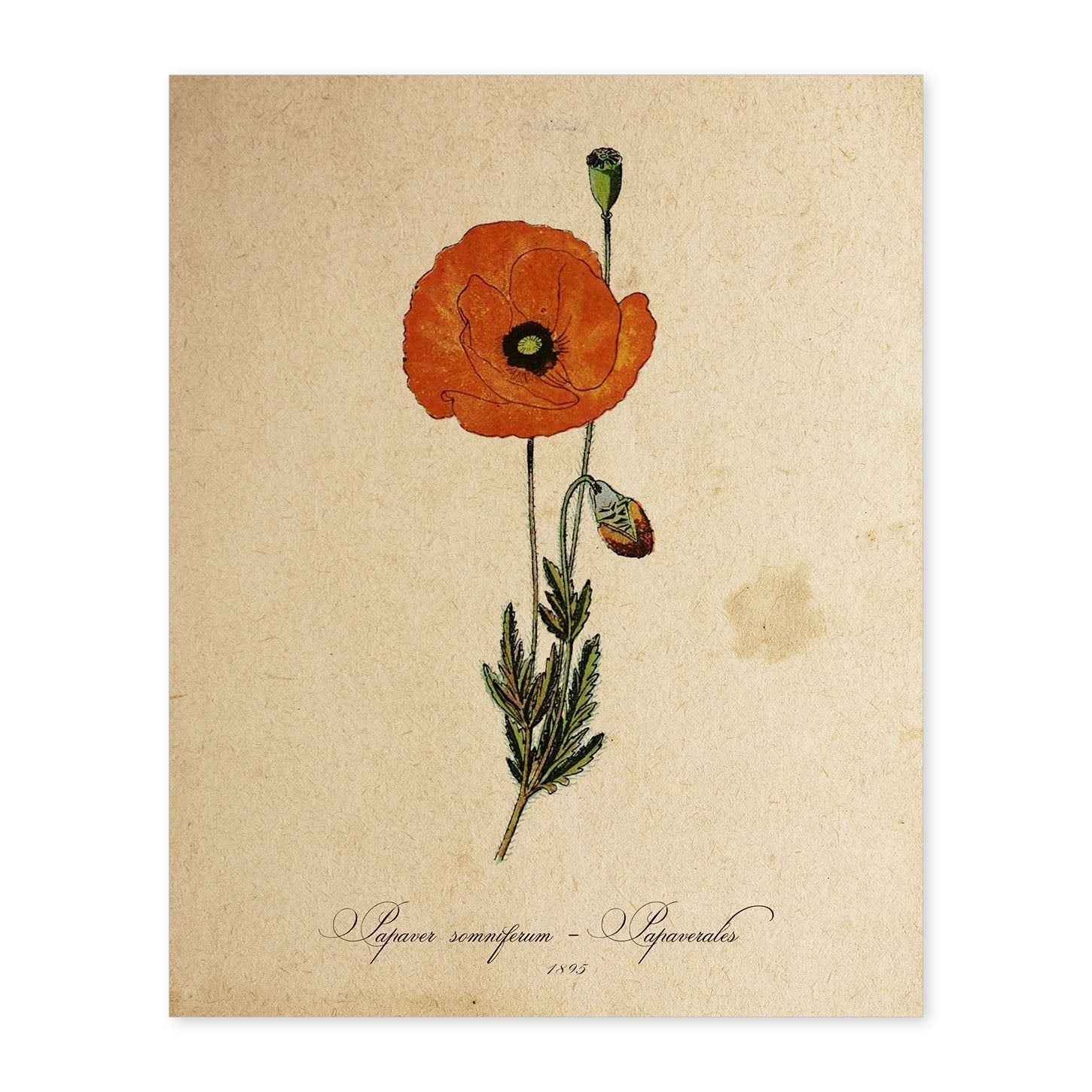 Affiche De Fleurs Vintage. La Lame Papaver Somniferum Avec Design ...