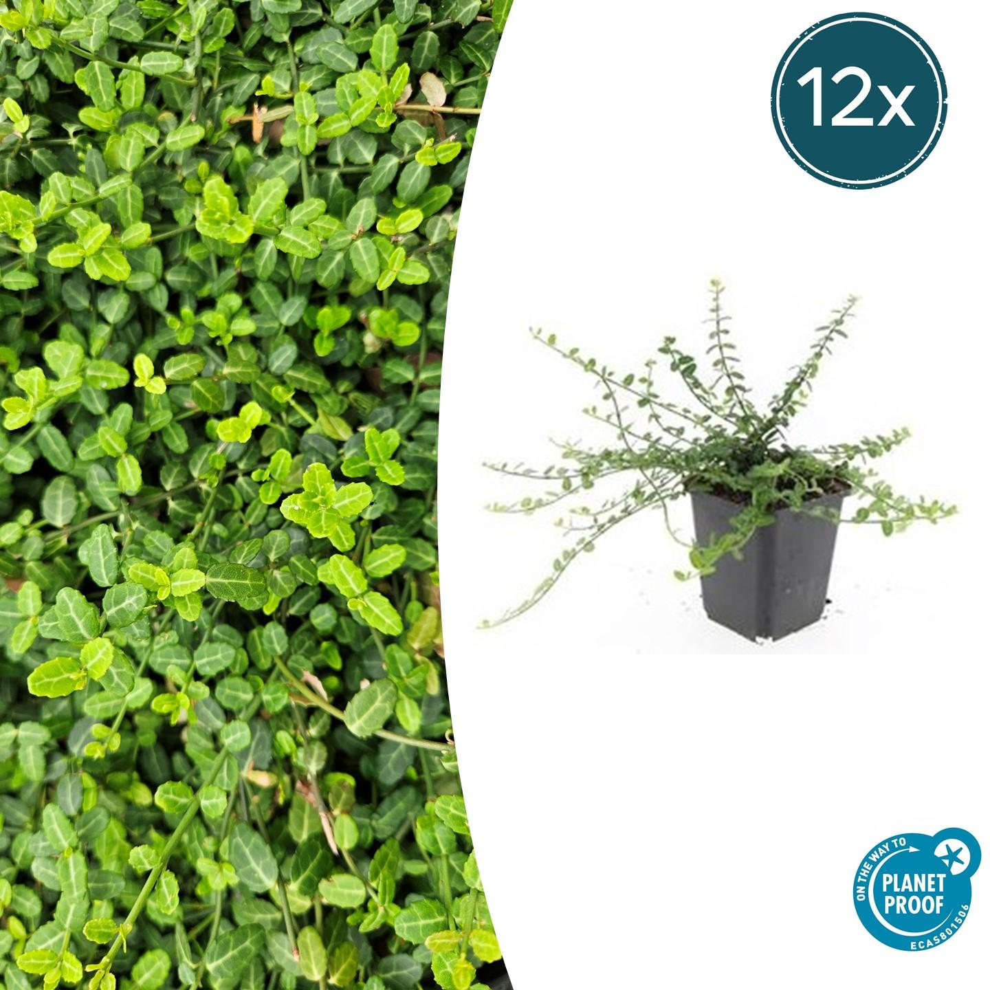 Euonymus Fort Minimus
