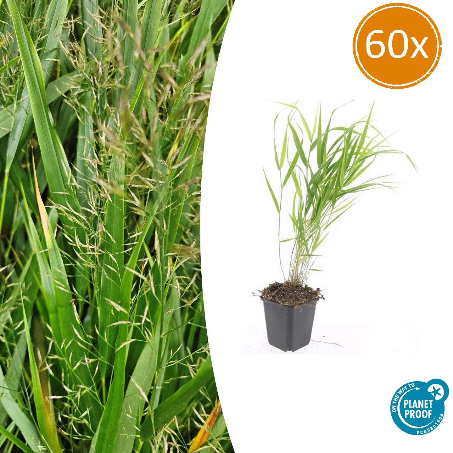 60x Hakonechloa macra – Hierba ornamental japonesa con hojas verdes ...