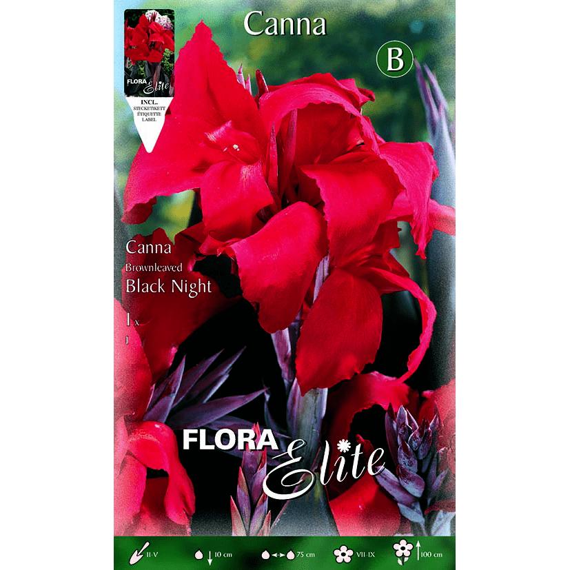 Bulbo Canna roja hoja verde 1 | Leroy Merlin