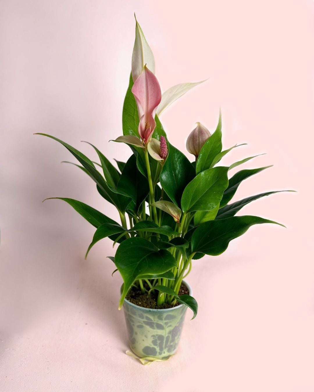 Anthurium Lilly Pink | Plantas Naturales | Pur Plant | Leroy Merlin