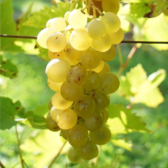 Vigne 'Ampelia ? Candin' vitis vinifera 3L - 60/90cm | Leroy Merlin