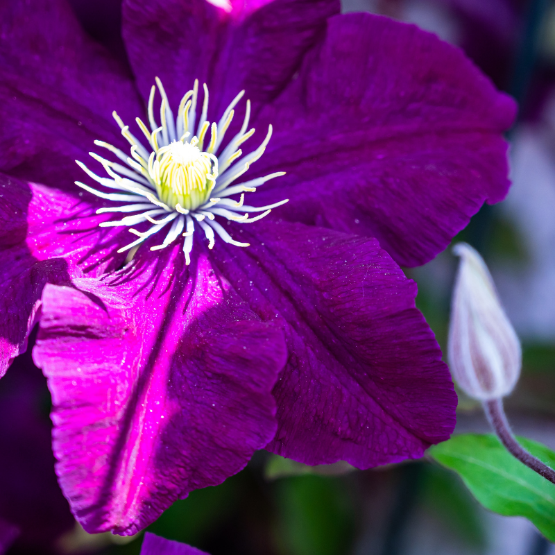 Clematite - Clematis Warszawska Nike 70cm | Leroy Merlin