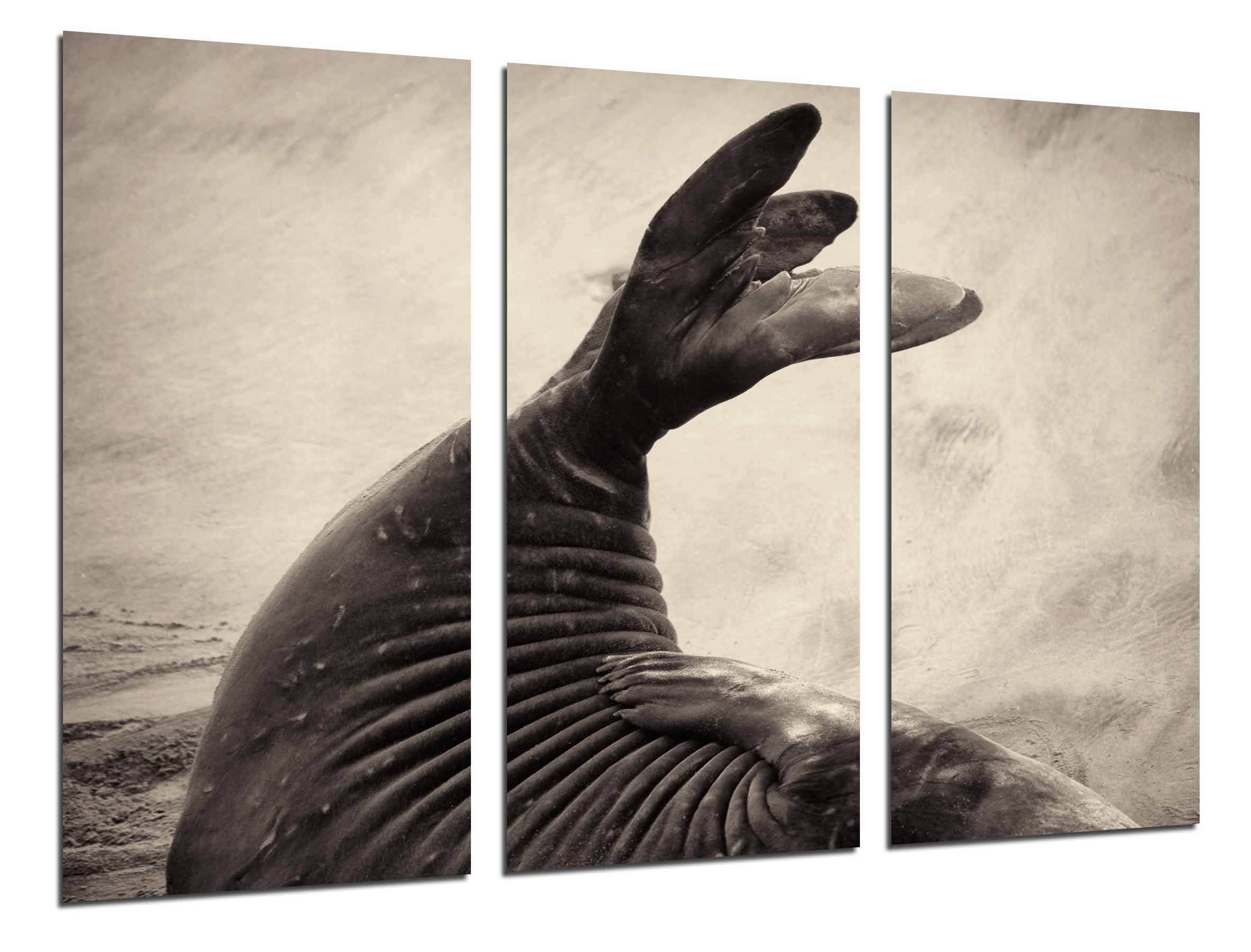 Set de posters Animal Cola de Foca Blanco y Negro, Playa, impresión ...