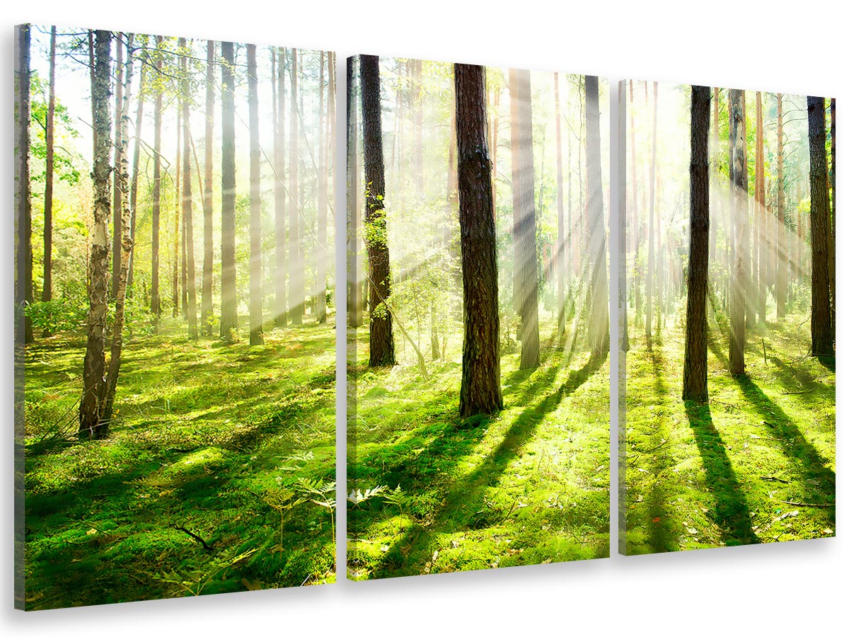 Tableau triptyque Tableau photo sous bois de jacinthes - 90x60 cm ...