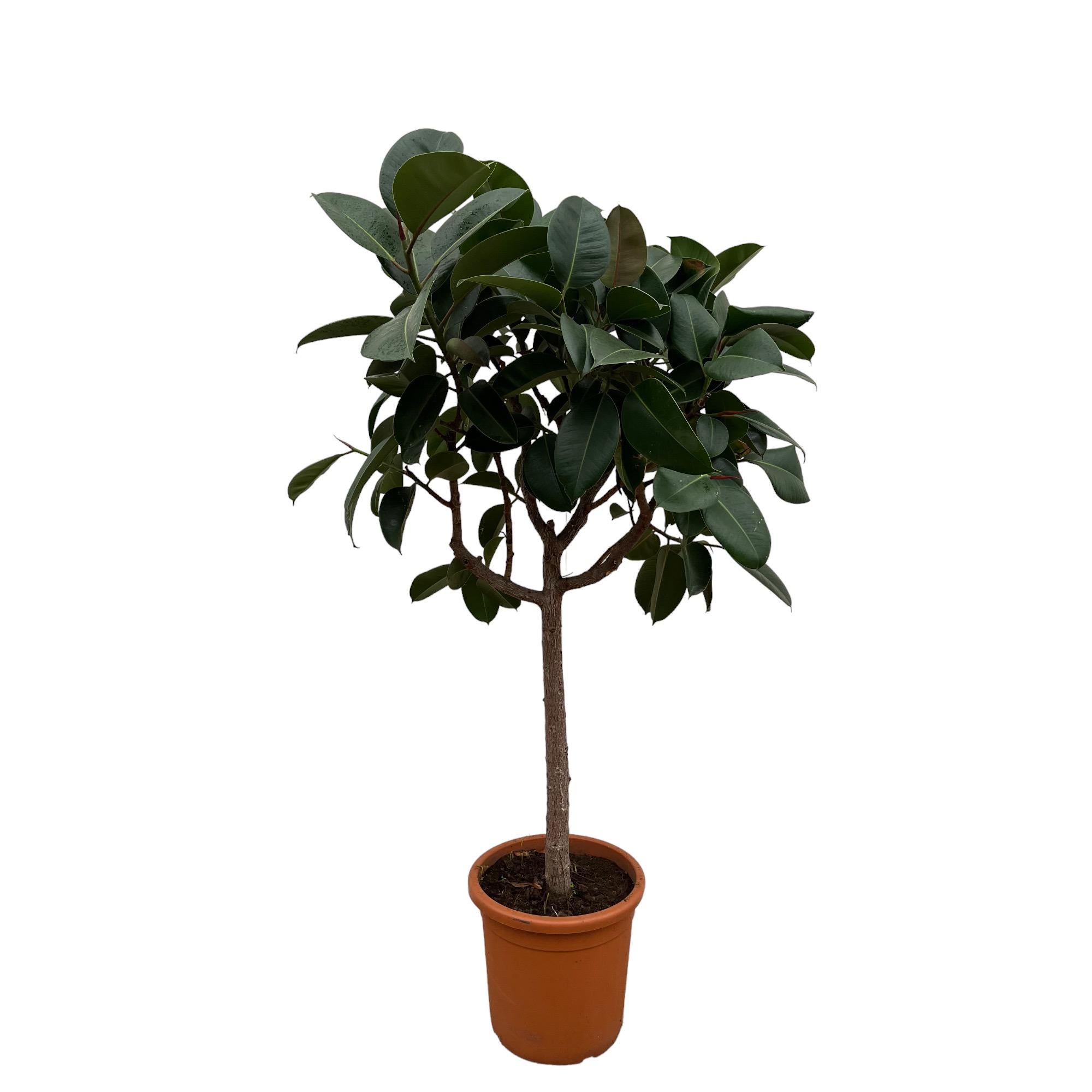Pianta di Ficus Elastica Robusta su stelo – 190 cm – Ø40 cm – MOSELOTA ...