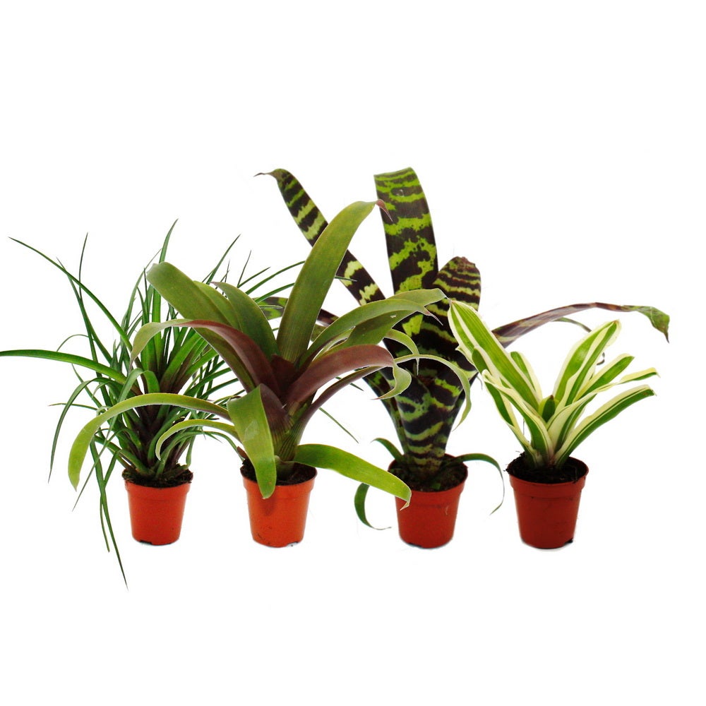 Set di mini bromelie "Nature's Touch" - 4 piante dall'insolito aspetto ...