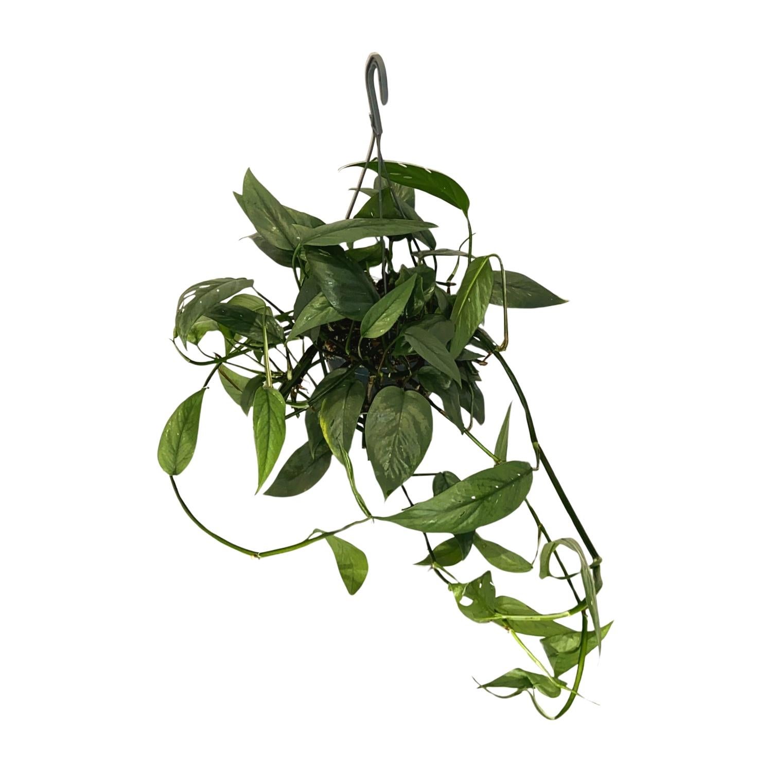 Epipremnum Cebu Blue (Azul Cebu) - Planta tropical trepadora Ø15cm ↕ ...