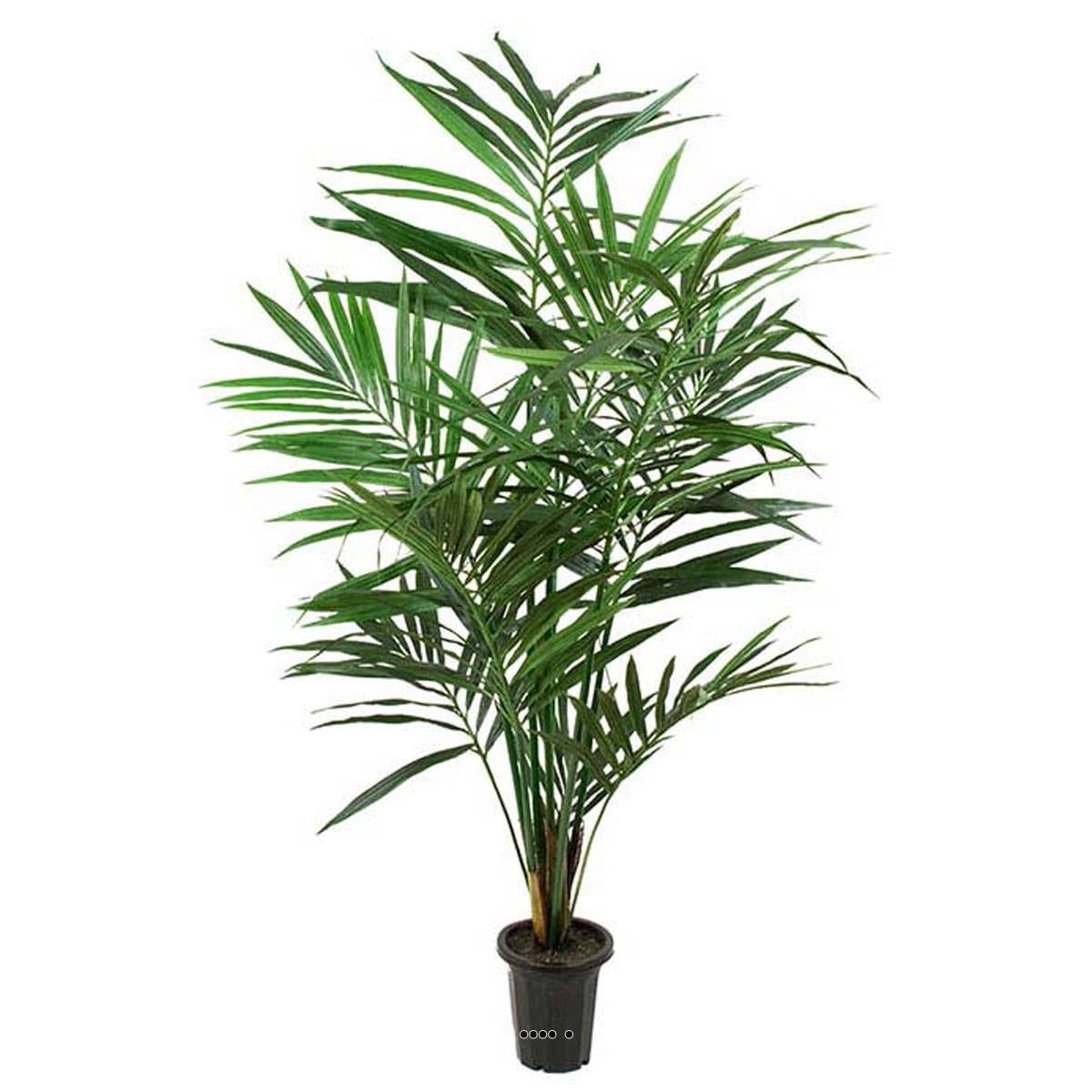 Palmier Kentia artificiel H 180 cm Dense Aerien en pot | Leroy Merlin