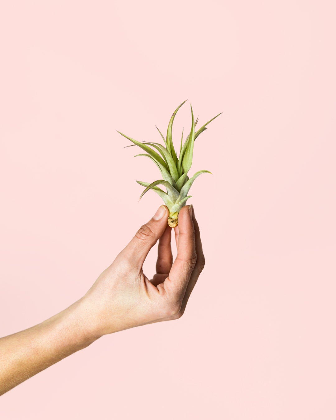 Tillandsia Multiflora Mini | Planta de Aire Natural | Pur Plant | Leroy ...