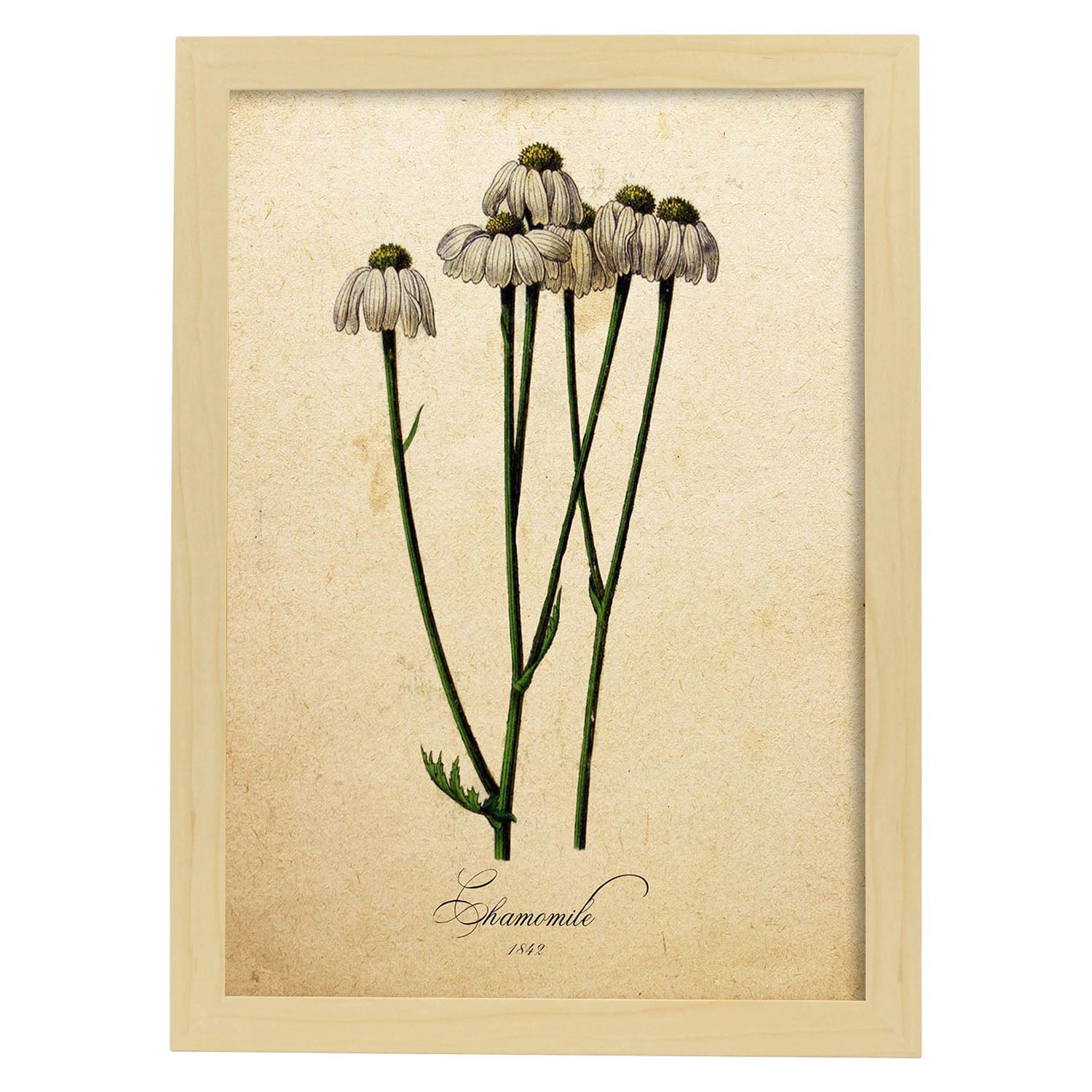 Affiche De Fleurs Vintage. Laminée De Camomille Avec Conception Vintage ...