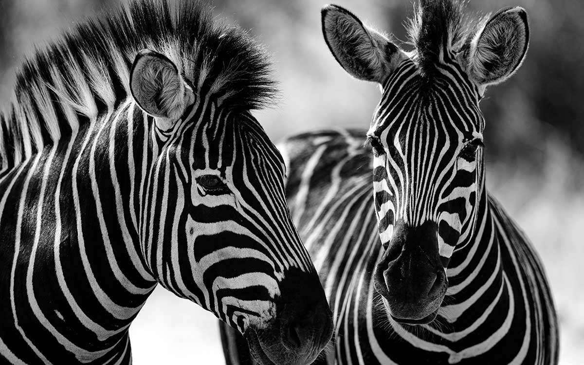 Tableau Zebres et confidences - 80x50cm - made in France | Leroy Merlin