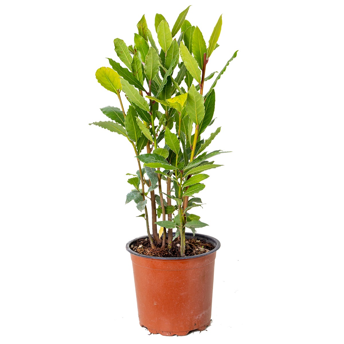 Laurus Nobilis - Laurier-sauce - Plantes de jardin - Rustique - Hauteur ...
