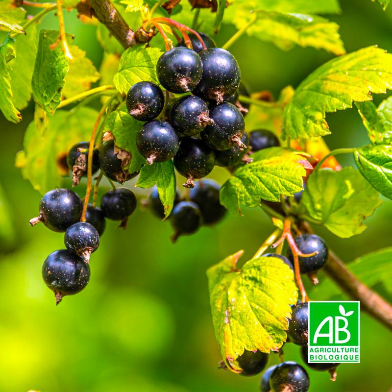 Cassissier 'Royal de Naples' BIO (Ribes nigrum 'Royal de Naples ...