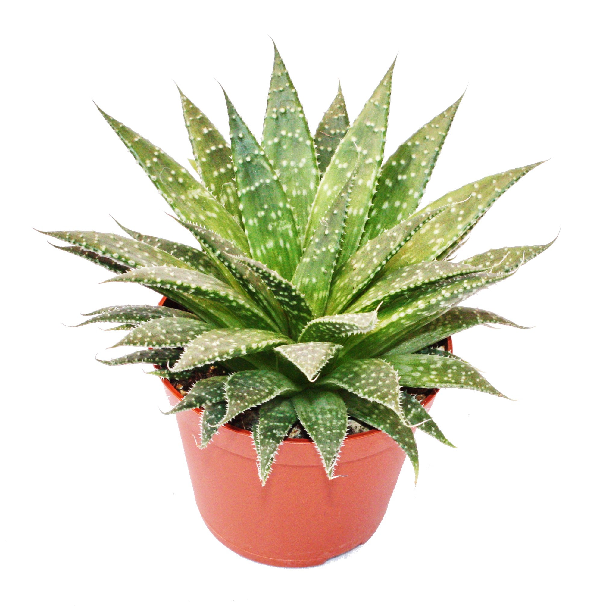 Aloe arristata - malá sukulentní rostlina v kv?tiná?i o pr?m?ru 5,5 cm ...