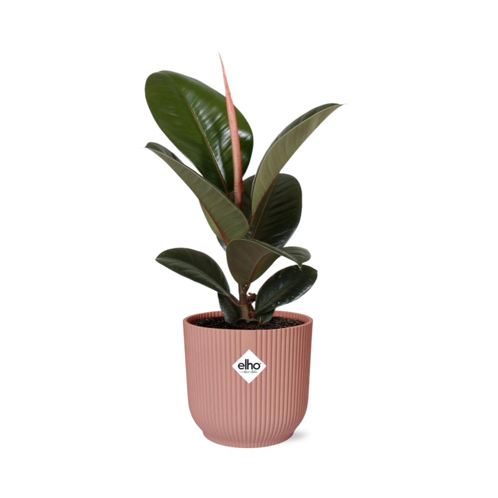 Ficus Elastica ‘Robusta’ en maceta ELHO Vibes Fold rosa Ø14cm - Planta ...