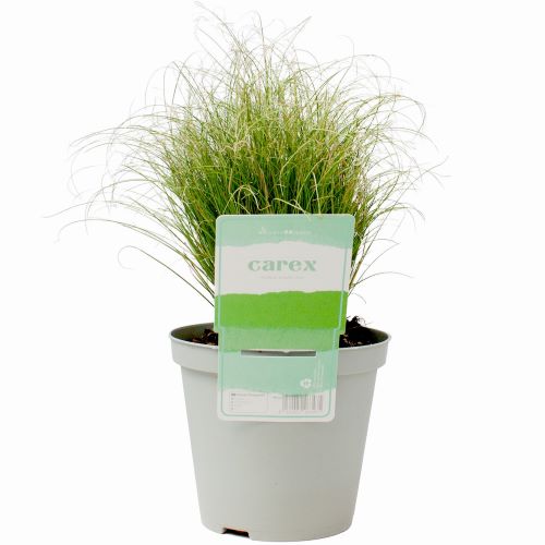 NatuRBreeze Carex Medium Amazon Mist Cespuglio 14 - Pack da 4 | Leroy ...