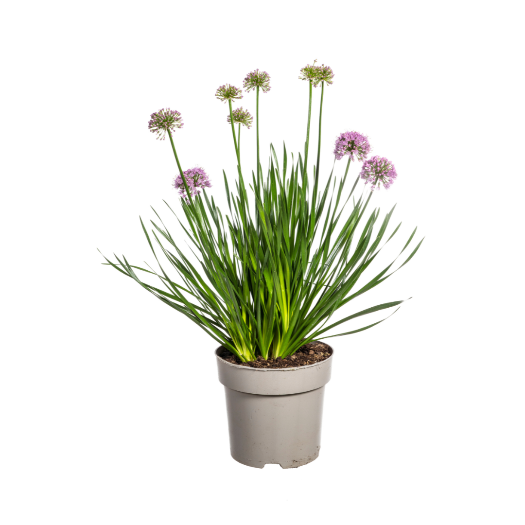 Allium Senescens Millenium vivace Ø19 cm hauteur 50-60 cm– MOSELOTA ...