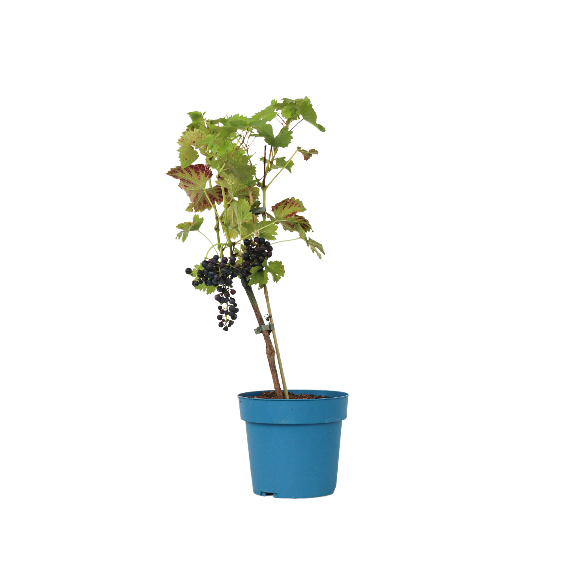 Pianta d'uva - Vitis vinifera ‘Nero’ - Altezza 60-75cm - ⌀21cm | Leroy ...