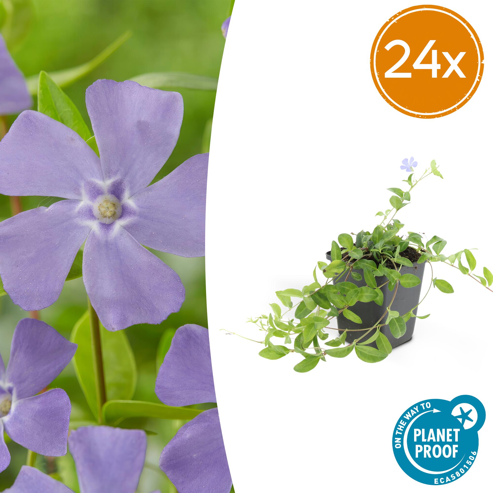 24x Pervenche Vinca minor | Pot Ø9 cm | Hauteur 10-25 cm– ComfortXL ...
