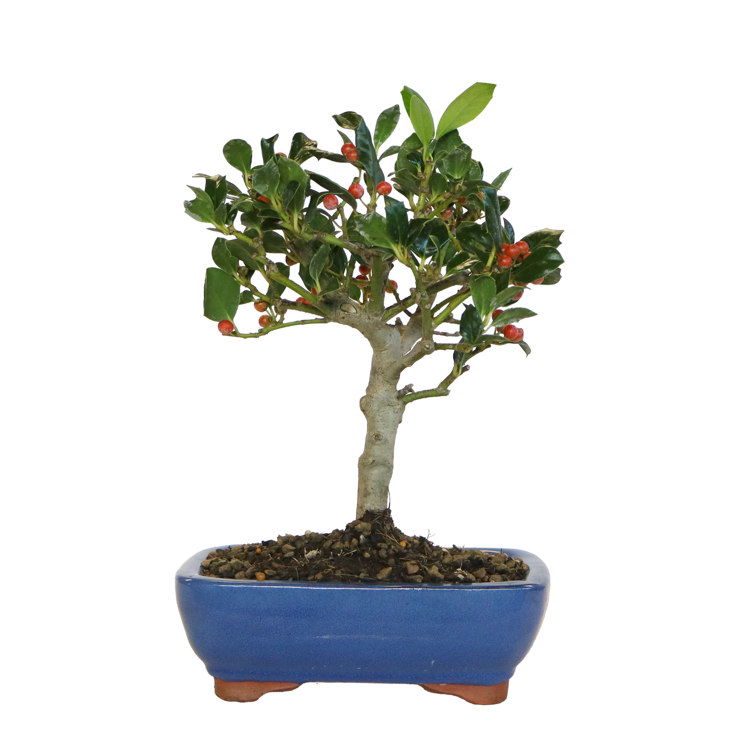 KENTIS - Bonsaï de Houx - Ilex Nellie Stevens - Plante Verte d ...