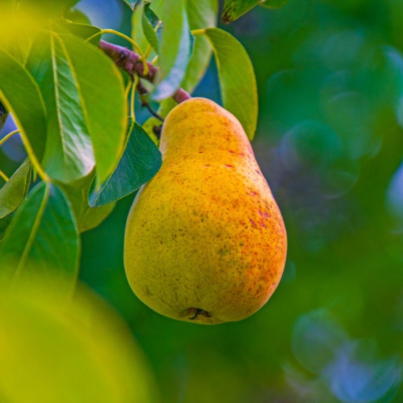 Poirier 'Williams' (Pyrus communis 'Williams') - Scion de 100cm ...