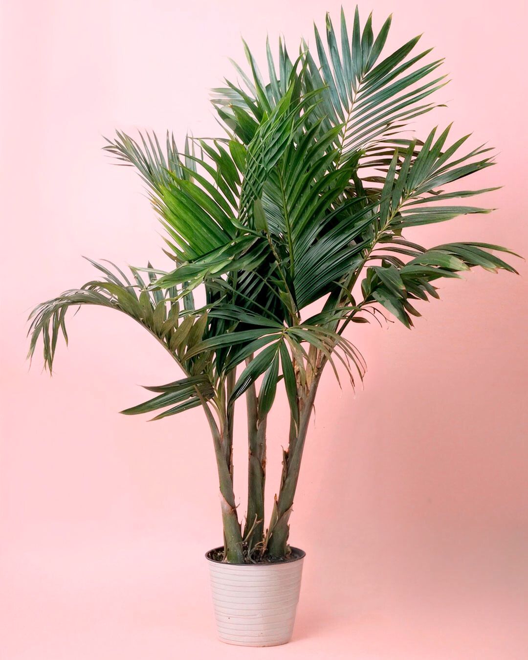 Palmera Real XL | Árboles Naturales Exterior | Pur Plant | Leroy Merlin