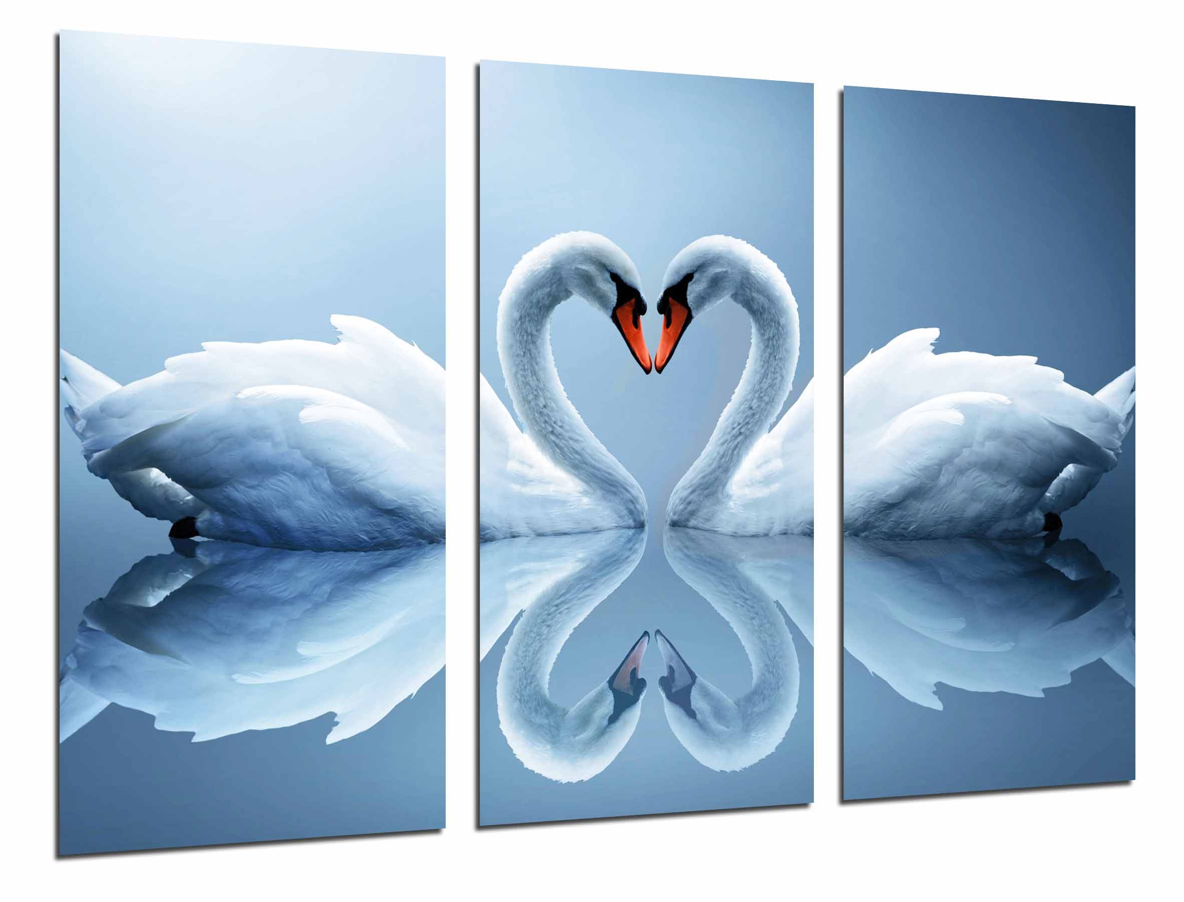 Paire de Cygnes, Animal en Forme de Coeur,, tirage photographique sur ...