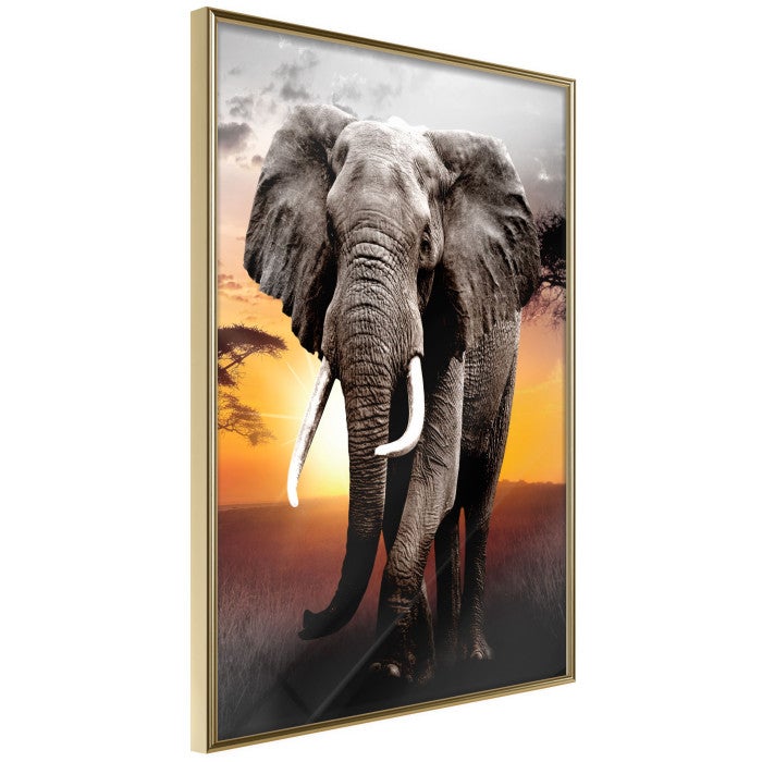 Affiche Murale Encadrée "Majestic Elephant" 40 x 60 cm Or | Leroy Merlin