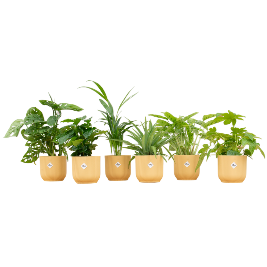 Caja sorpresa – 6 plantas – Cachepot Vibes Fold – Amarillo mantequilla ...