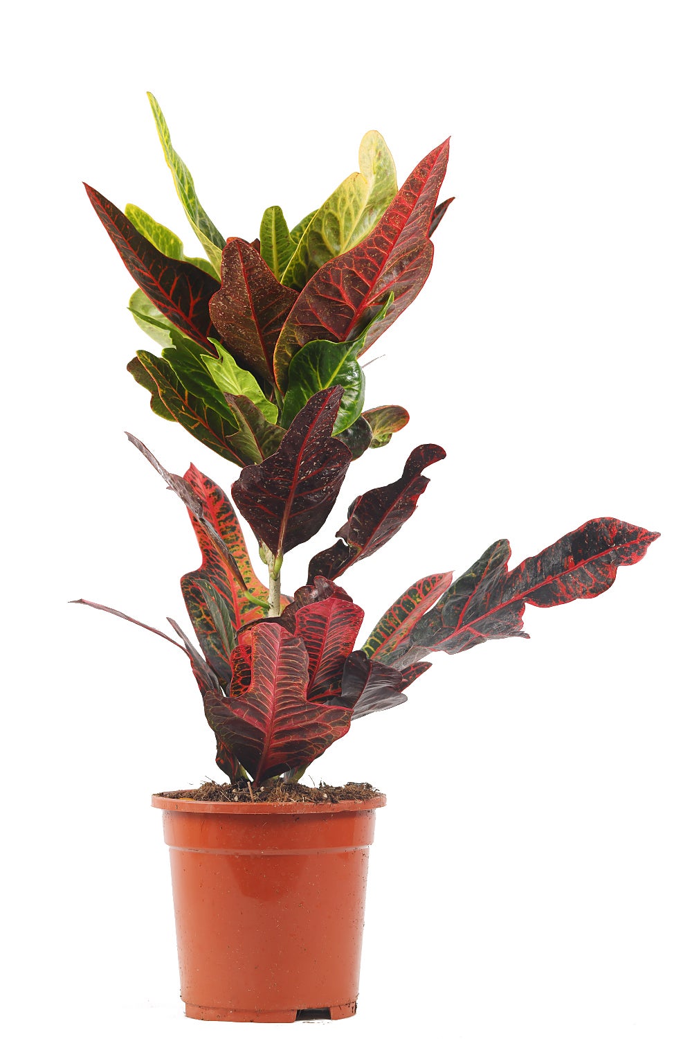 CROTON CODIAEUM EXCELLENT D17 H70 | Leroy Merlin
