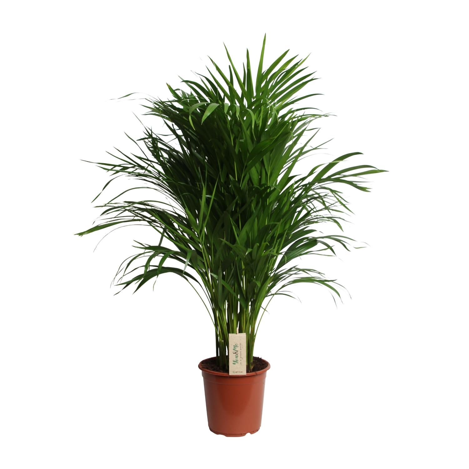 Areca Dypsis Lutescens planta de interior - Maceta Ø21cm - Altura 100cm ...