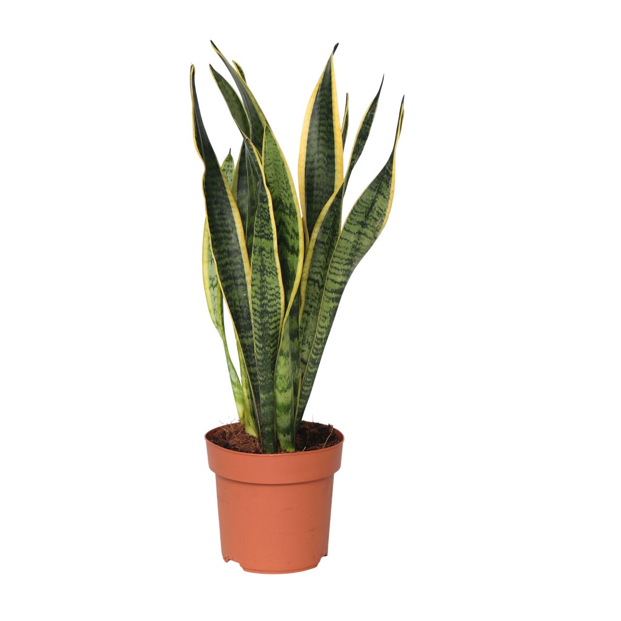 Langue De Belle Mère Sansevieria Trifasciata Laurentii H40 50cm ⌀14cm Leroy Merlin