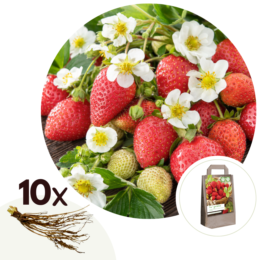Fraisier - Set de 10 - Fragaria elsanta - Rhizomes - Rouge | Leroy Merlin