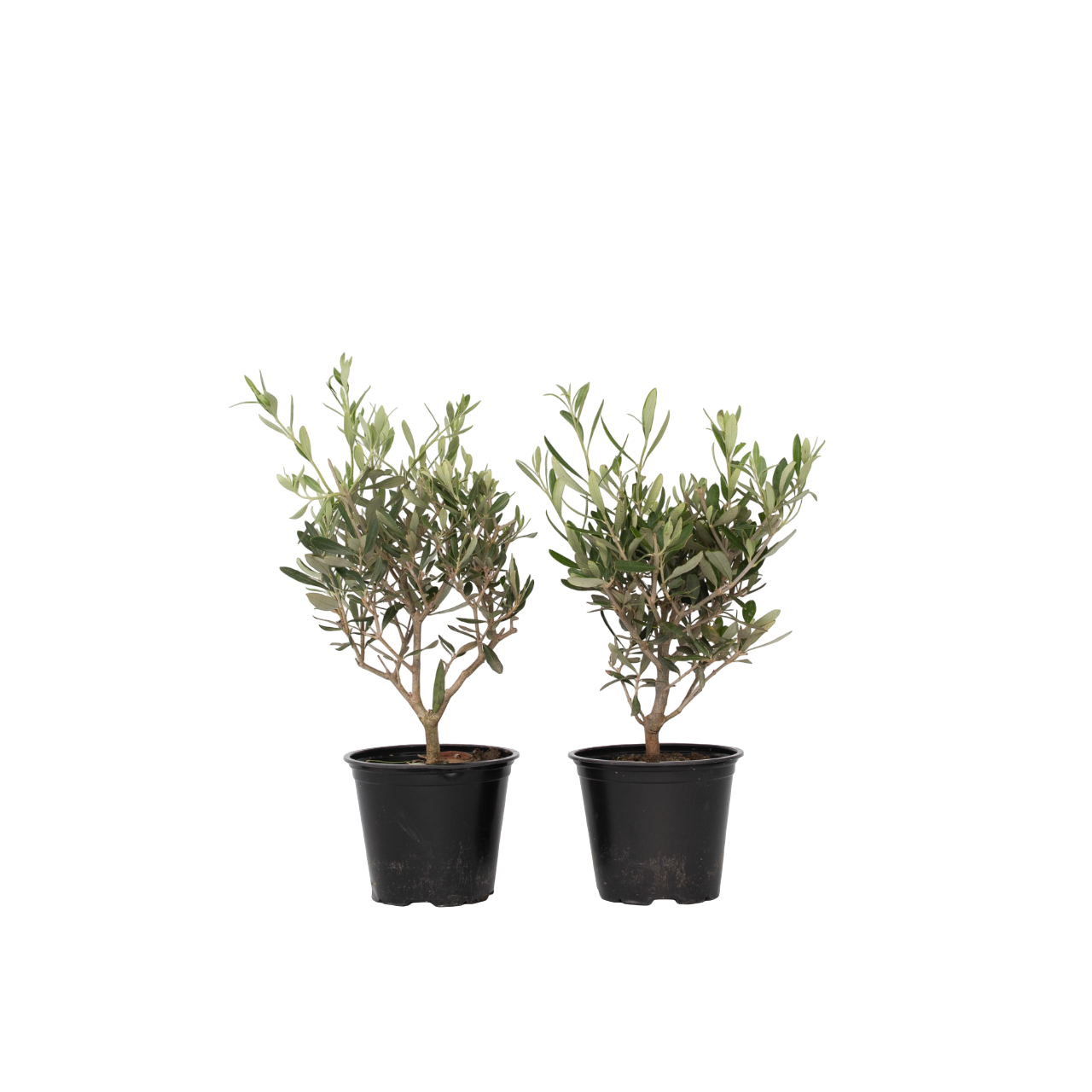 Olivo - 2 pzs - Olea europaea - Altura 25-40cm - ⌀14cm | Leroy Merlin
