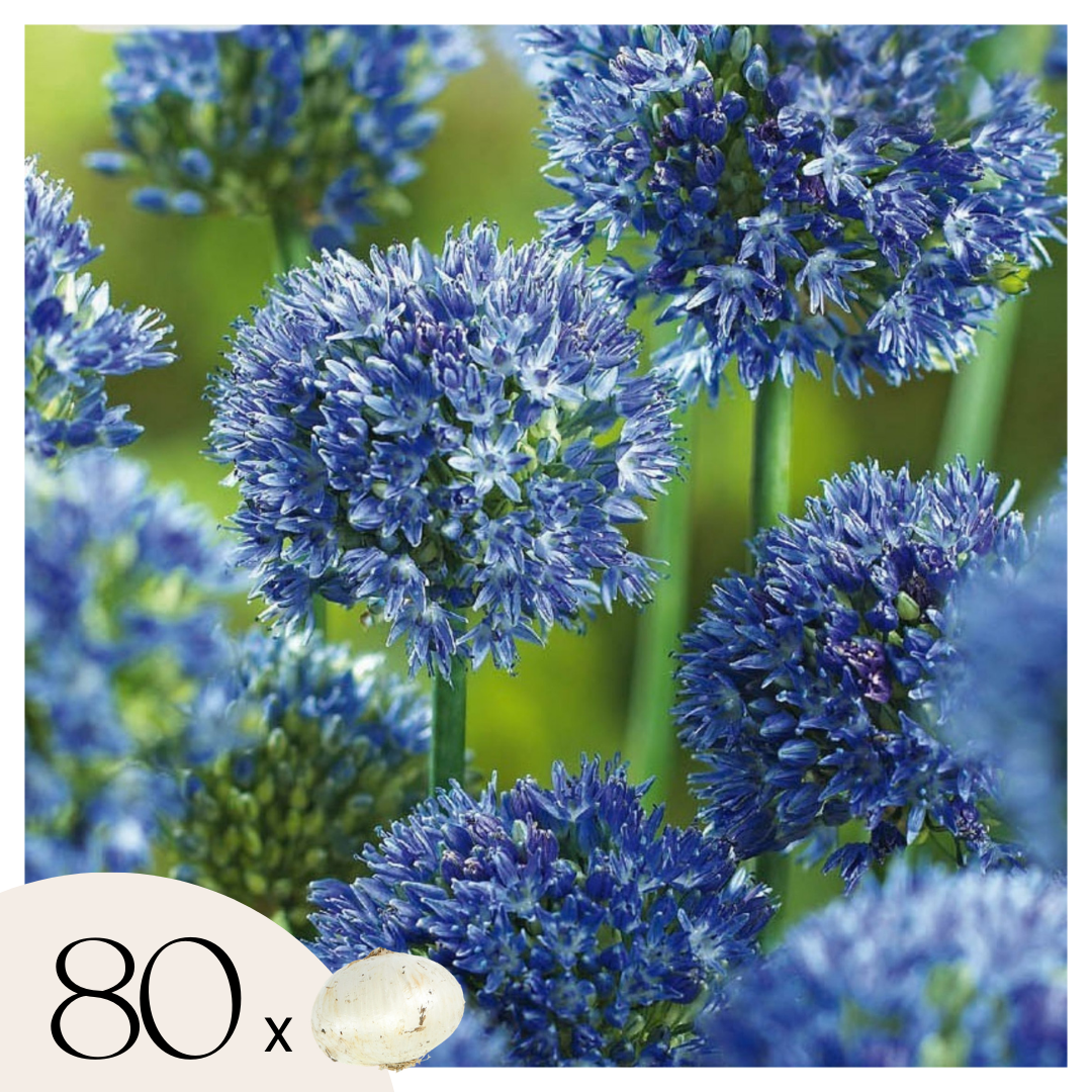 Ail - Set de 80 - Allium 'Caeruleum' - Bulbes à fleurs - Bleu | Leroy ...