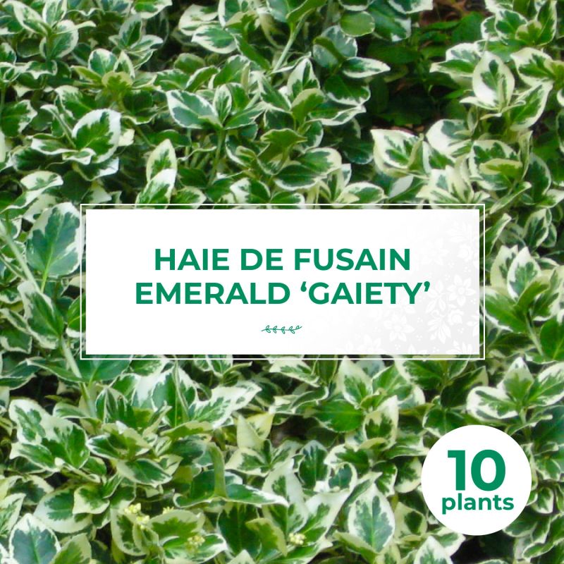 10 Fusains Emerald 'Gaiety' (Euonymus Fortunei 'Gaeity') - Haie Fusain ...