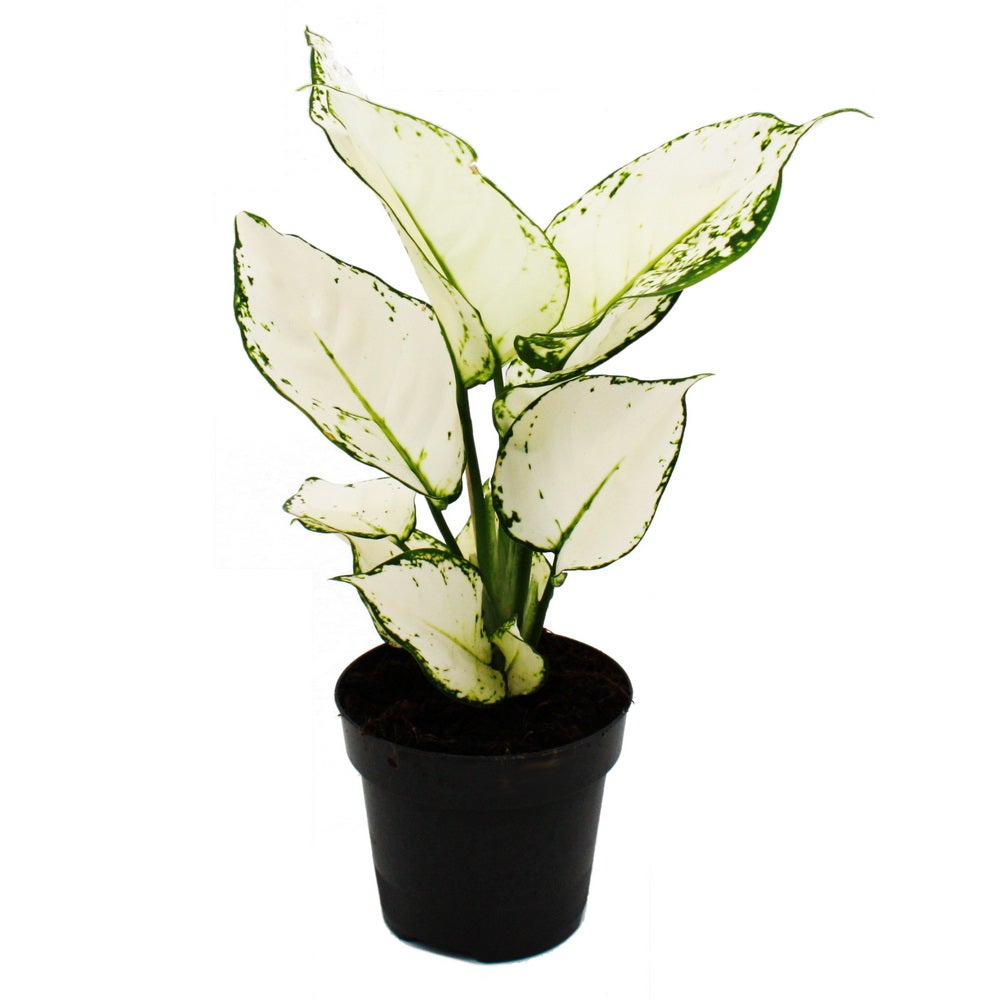 Aglaonema White Joy - Filamento a pannocchia variegato - Varietà ...