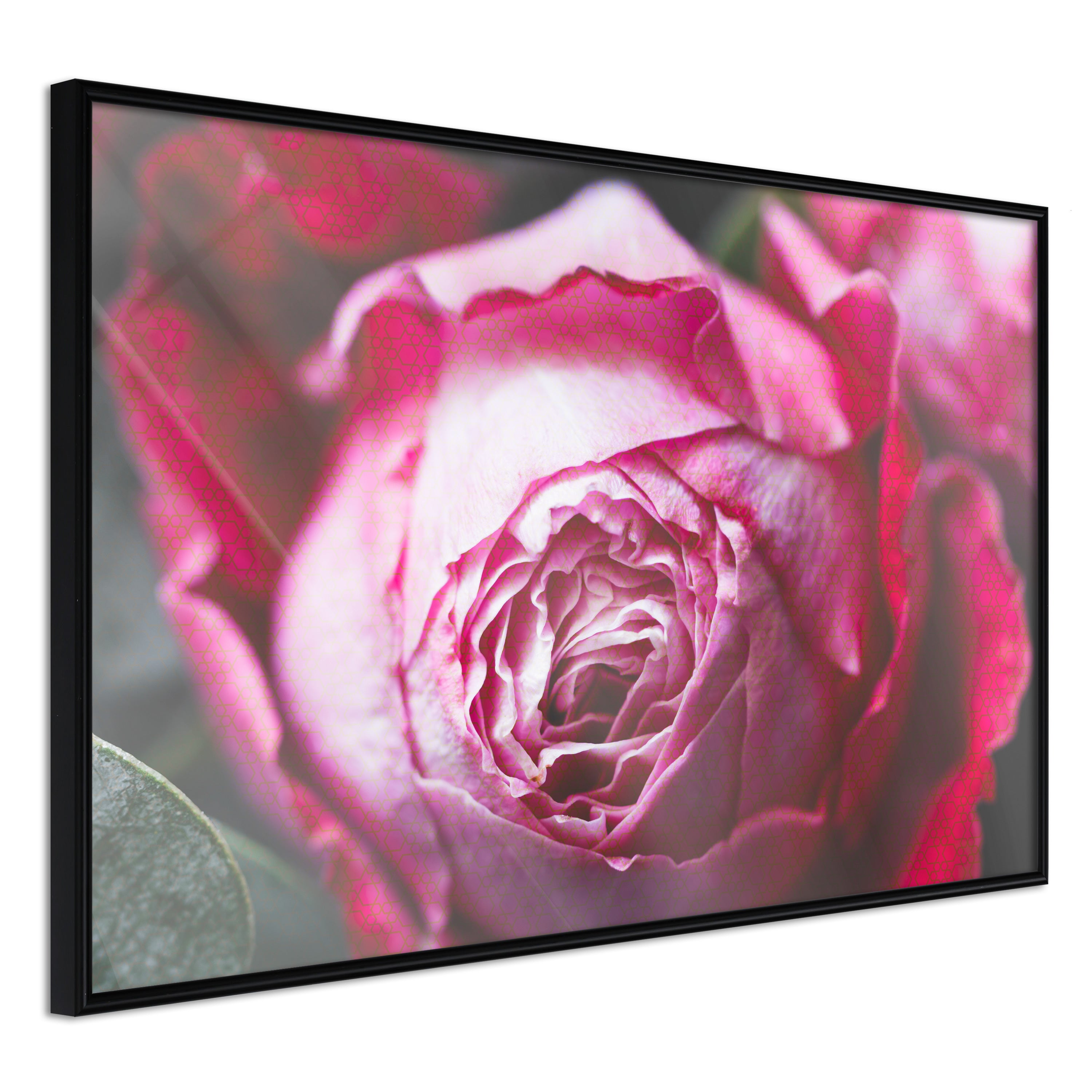 Poster et affiche - Blooming Rose - 90x60 | Leroy Merlin