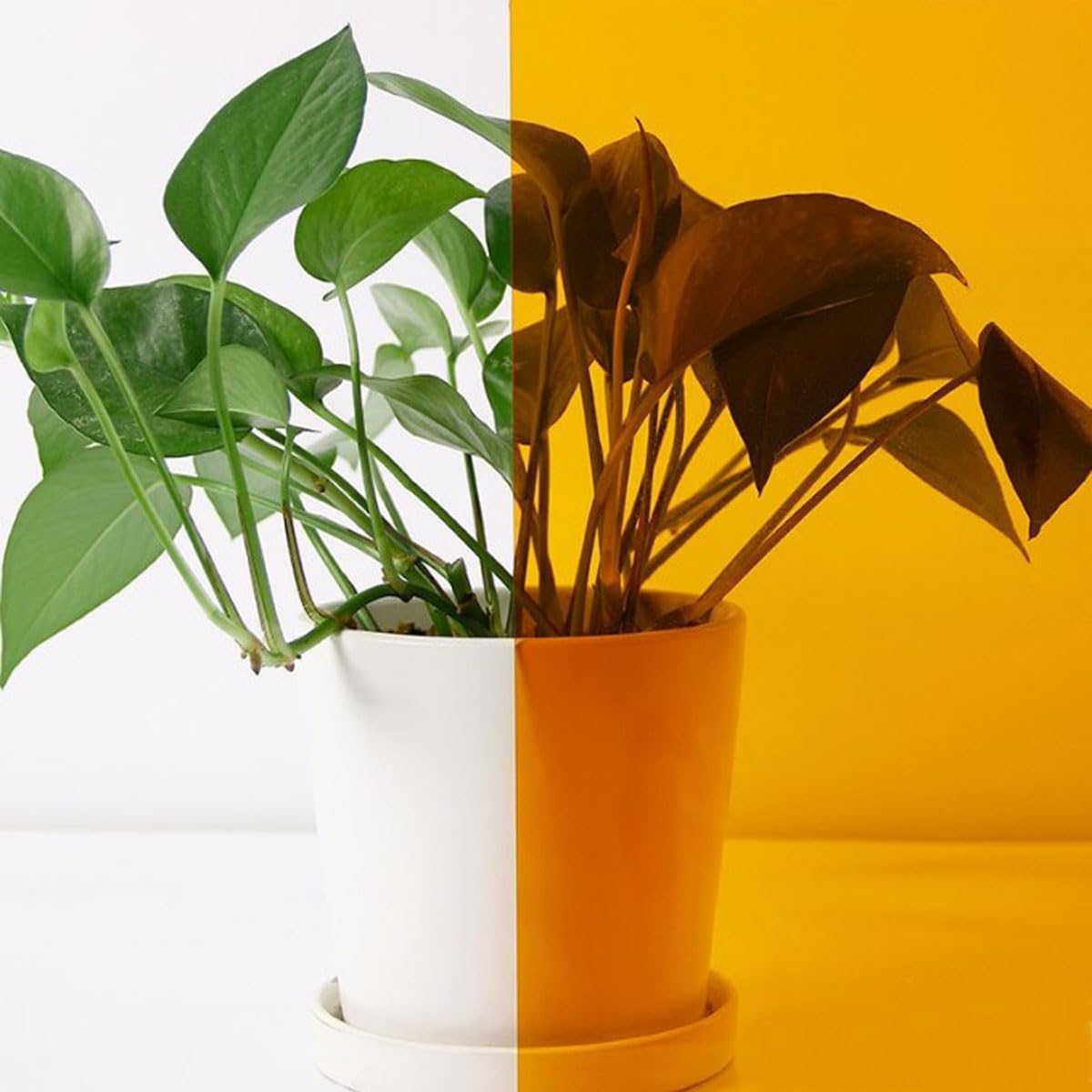 Film teinté pour vitres, film autocollant transparent, film teinté pour ...