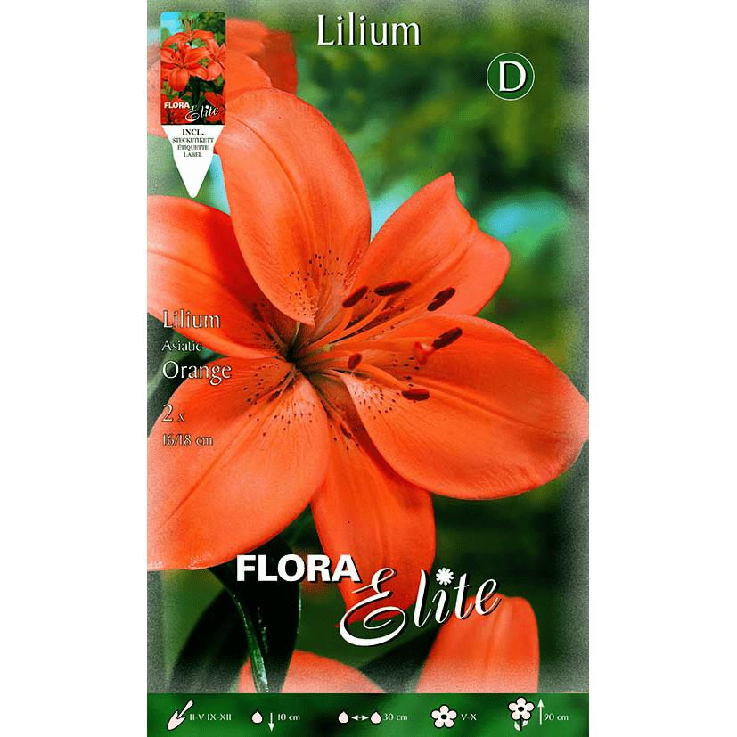 Bulbo Lilium asiatic naranja 2 | Leroy Merlin