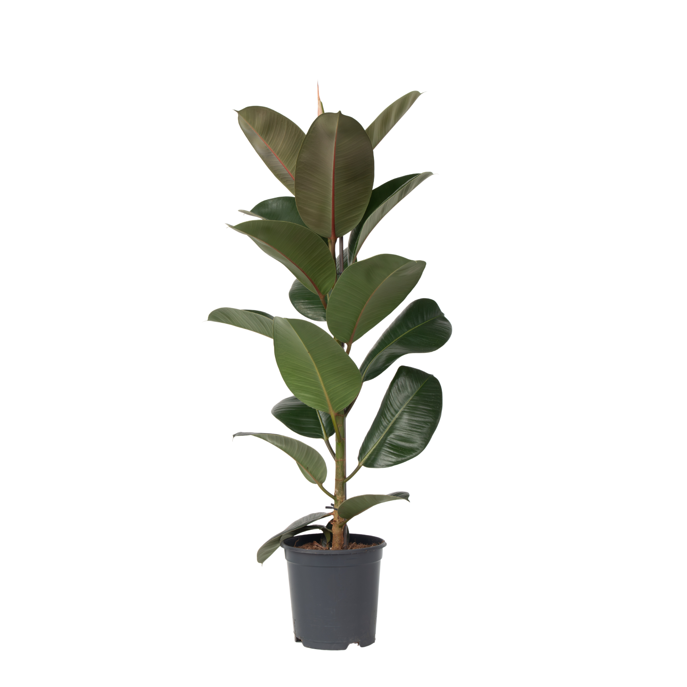 Pianta della gomma - Ficus Elastica 'Robusta' - Altezza 75-100cm - ⌀24cm | Leroy Merlin