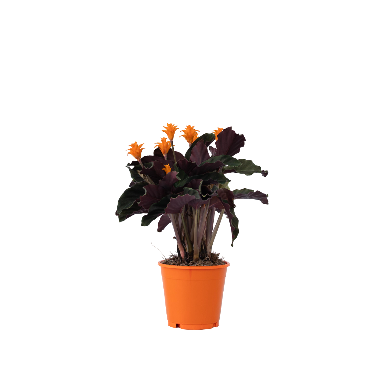 Flor de la llama eterna - Calathea crocata 'Tassmania' - Altura 40-50cm ...